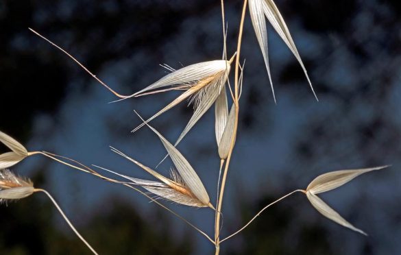 Avena barbata - Monaco Nature Encyclopedia