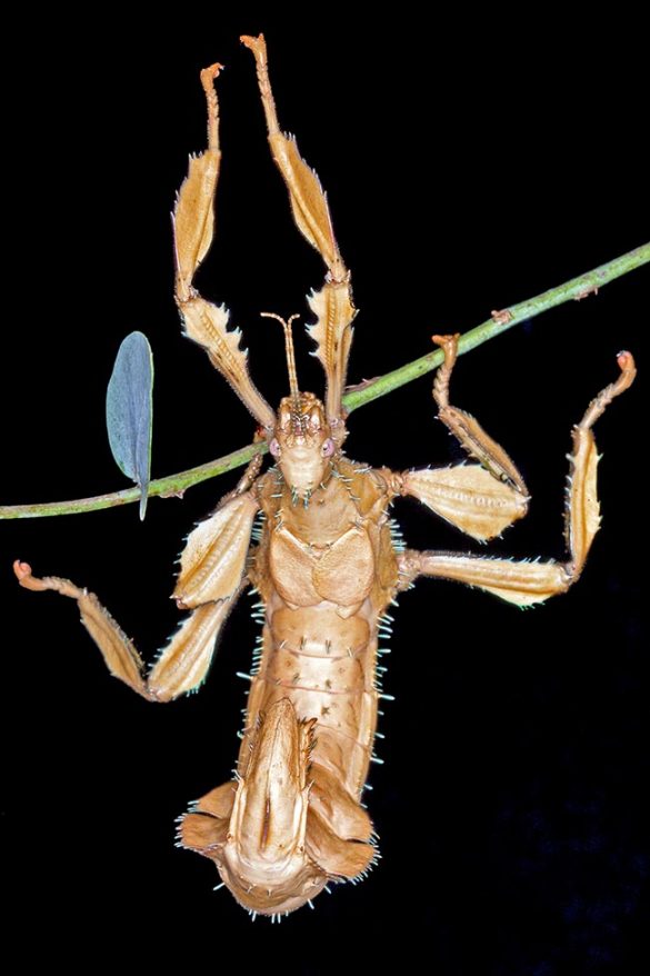 Extatosoma tiaratum - Monaco Nature Encyclopedia
