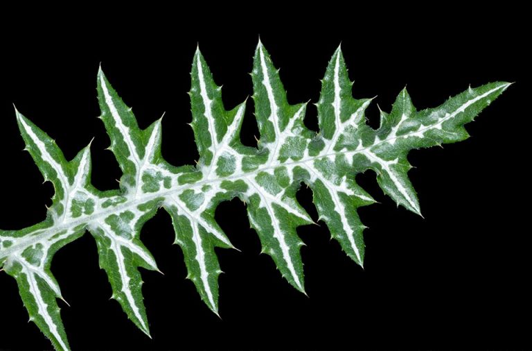 Galactites tomentosus - Monaco Nature Encyclopedia