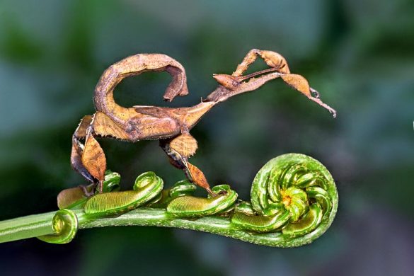 Extatosoma tiaratum - Monaco Nature Encyclopedia