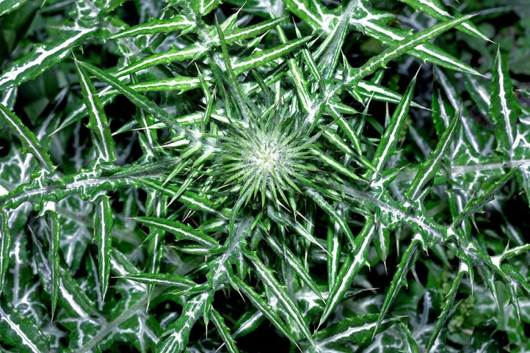 Galactites tomentosus - Monaco Nature Encyclopedia