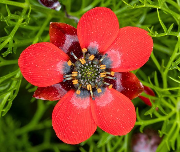 Adonis annua - Monaco Nature Encyclopedia