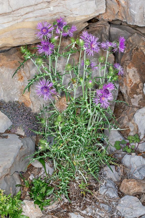 Galactites tomentosus - Monaco Nature Encyclopedia