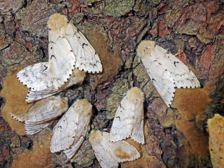 Lymantria dispar - Monaco Nature Encyclopedia