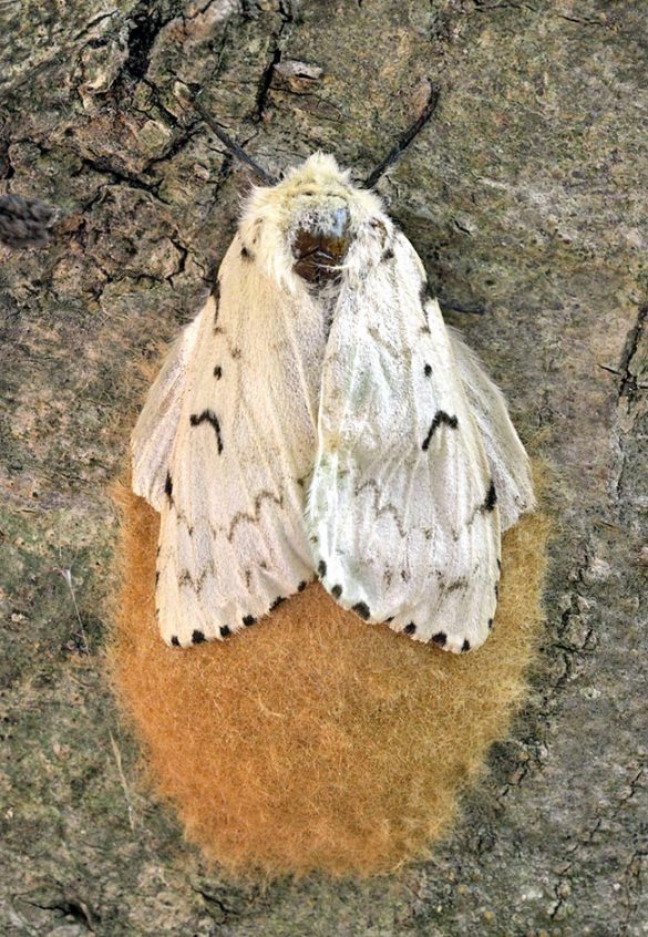 Lymantria dispar - Monaco Nature Encyclopedia