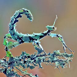 Extatosoma tiaratum - Monaco Nature Encyclopedia