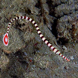 Syngnathiformes Archivi - Monaco Nature Encyclopedia