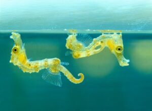 Hippocampus kuda - Monaco Nature Encyclopedia