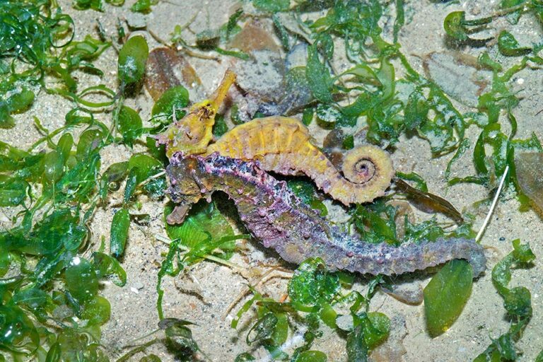 Hippocampus kuda - Monaco Nature Encyclopedia