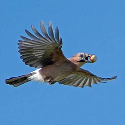Garrulus glandarius - Monaco Nature Encyclopedia