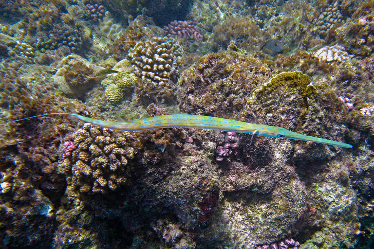 Fistularia commersonii - Monaco Nature Encyclopedia