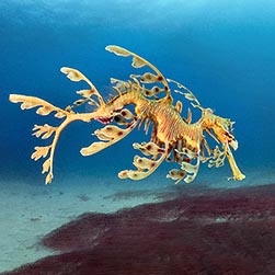 Syngnathiformes Archivi - Monaco Nature Encyclopedia