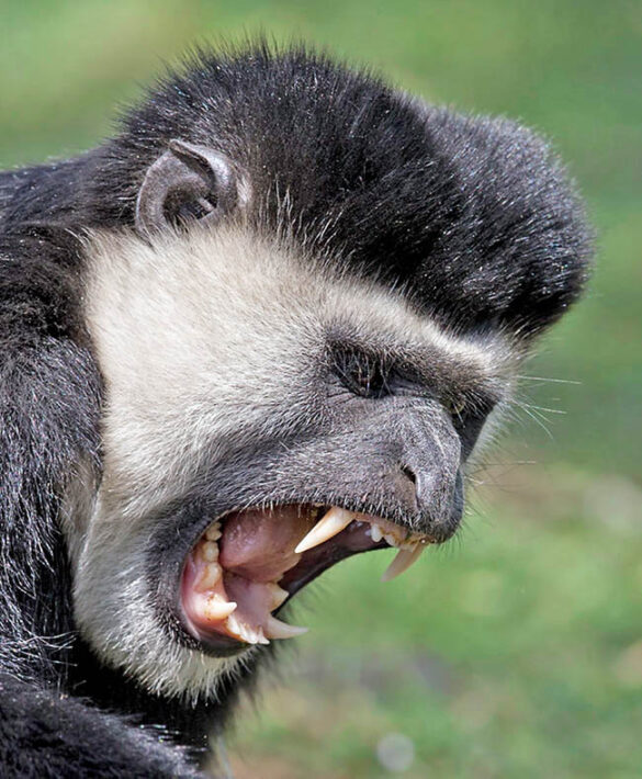 Colobus guereza - Monaco Nature Encyclopedia