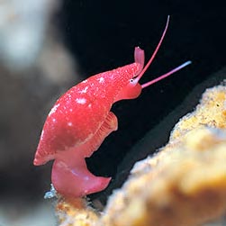 Simnia spelta - Monaco Nature Encyclopedia