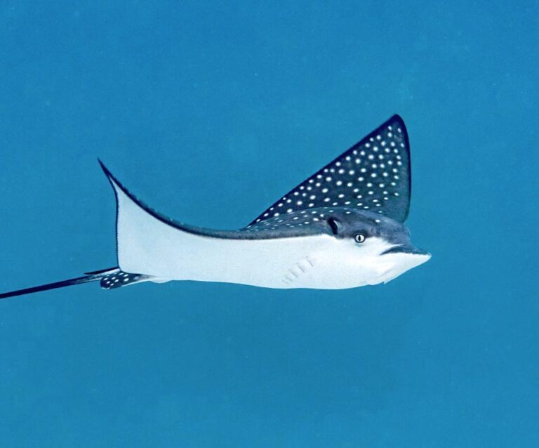 Aetobatus ocellatus - Monaco Nature Encyclopedia