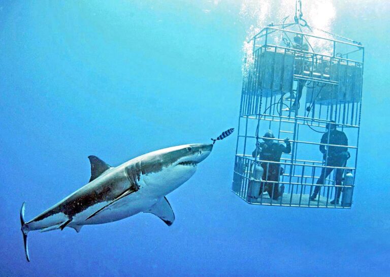 Carcharodon carcharias - Monaco Nature Encyclopedia