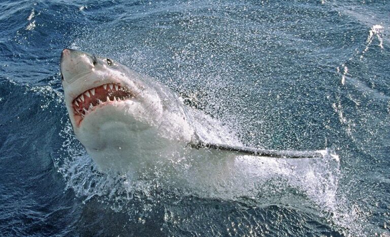 Carcharodon carcharias - Monaco Nature Encyclopedia