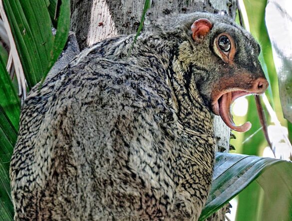 Galeopterus variegatus - Monaco Nature Encyclopedia