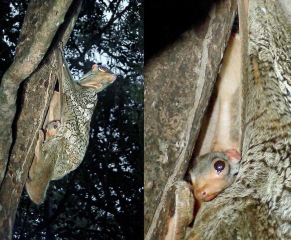 Galeopterus variegatus - Monaco Nature Encyclopedia
