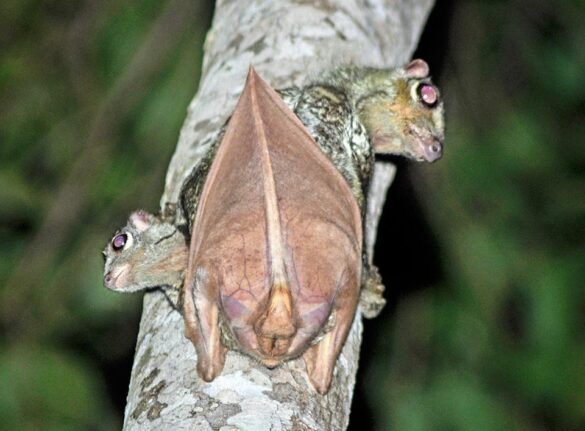 Galeopterus variegatus - Monaco Nature Encyclopedia