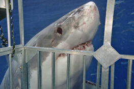 Carcharodon carcharias - Monaco Nature Encyclopedia