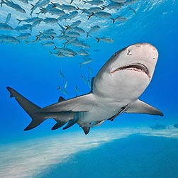 Negaprion brevirostris - Monaco Nature Encyclopedia