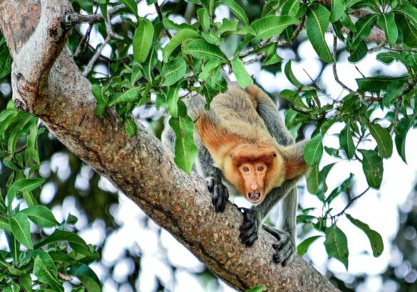 Nasalis larvatus - Monaco Nature Encyclopedia