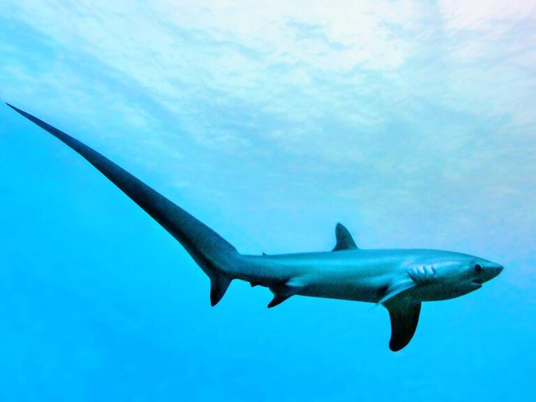 Alopias vulpinus - Monaco Nature Encyclopedia