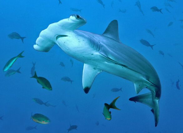 Sphyrna lewini - Monaco Nature Encyclopedia