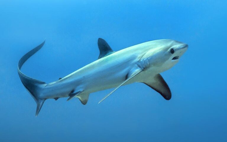 Alopias vulpinus - Monaco Nature Encyclopedia