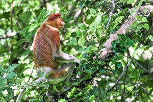 Nasalis larvatus - Monaco Nature Encyclopedia