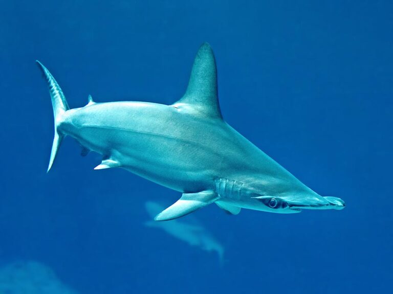 Sphyrna lewini - Monaco Nature Encyclopedia