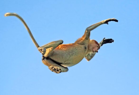 Nasalis larvatus - Monaco Nature Encyclopedia