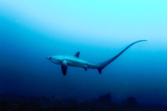 Alopias vulpinus - Monaco Nature Encyclopedia