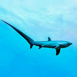 Alopias vulpinus - Monaco Nature Encyclopedia