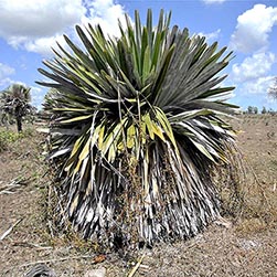 Copernicia cowellii - Monaco Nature Encyclopedia