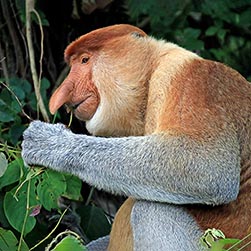 Nasalis larvatus - Monaco Nature Encyclopedia