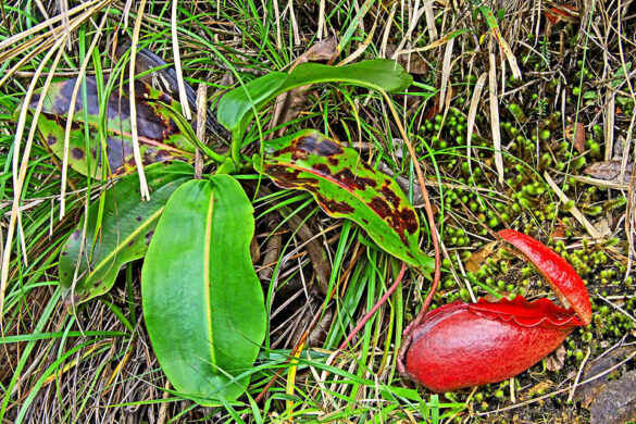 Nepenthes rajah - Monaco Nature Encyclopedia