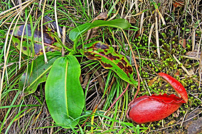 Nepenthes rajah - Monaco Nature Encyclopedia