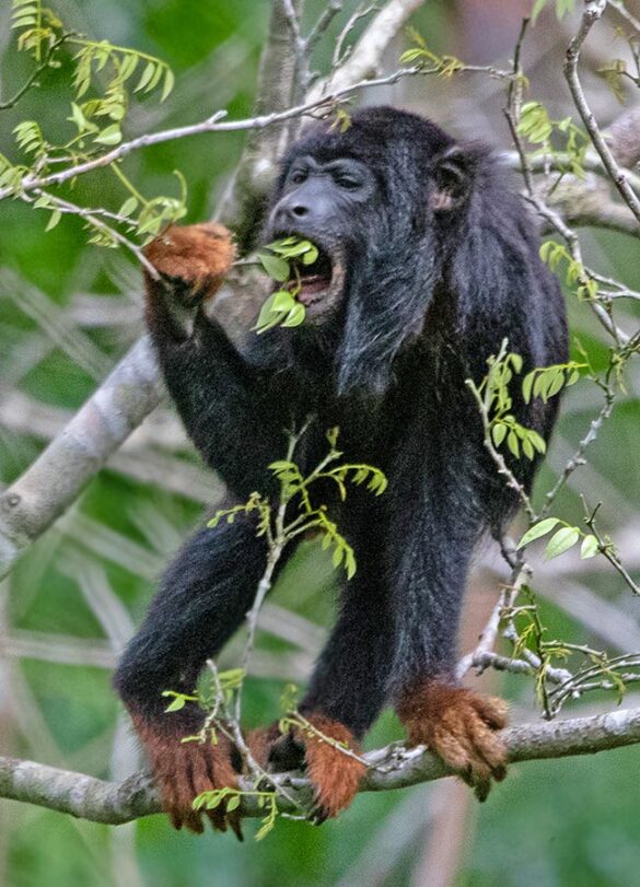 Alouatta belzebul - Monaco Nature Encyclopedia
