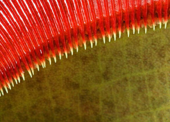 Nepenthes rajah - Monaco Nature Encyclopedia