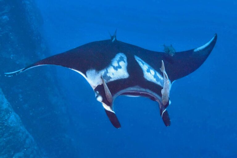 Mobula birostris - Monaco Nature Encyclopedia