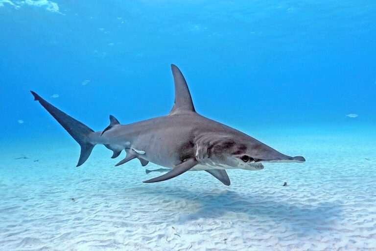 Sphyrna mokarran - Monaco Nature Encyclopedia