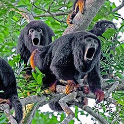 Alouatta belzebul - Monaco Nature Encyclopedia