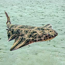 Squatina squatina - Monaco Nature Encyclopedia