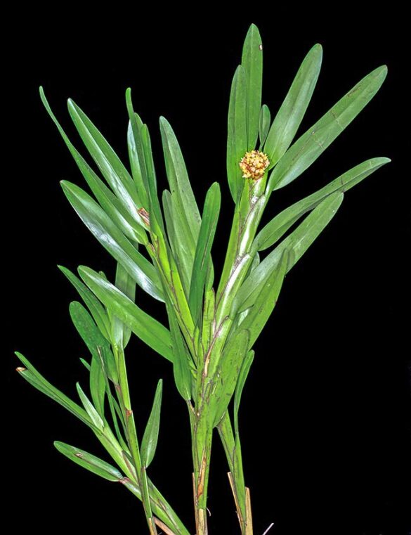 Agrostophyllum majus - Monaco Nature Encyclopedia