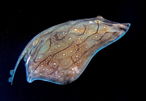 Raja undulata - Monaco Nature Encyclopedia