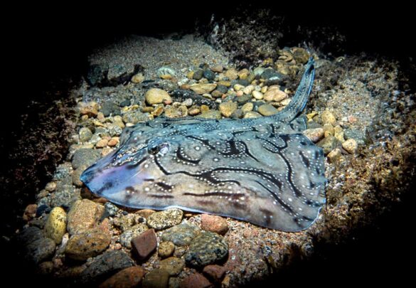 Raja undulata - Monaco Nature Encyclopedia