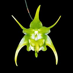 Aeranthes ramosa - Monaco Nature Encyclopedia