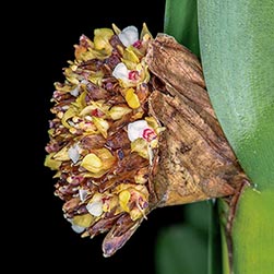 Orchidaceae Archivi - Monaco Nature Encyclopedia